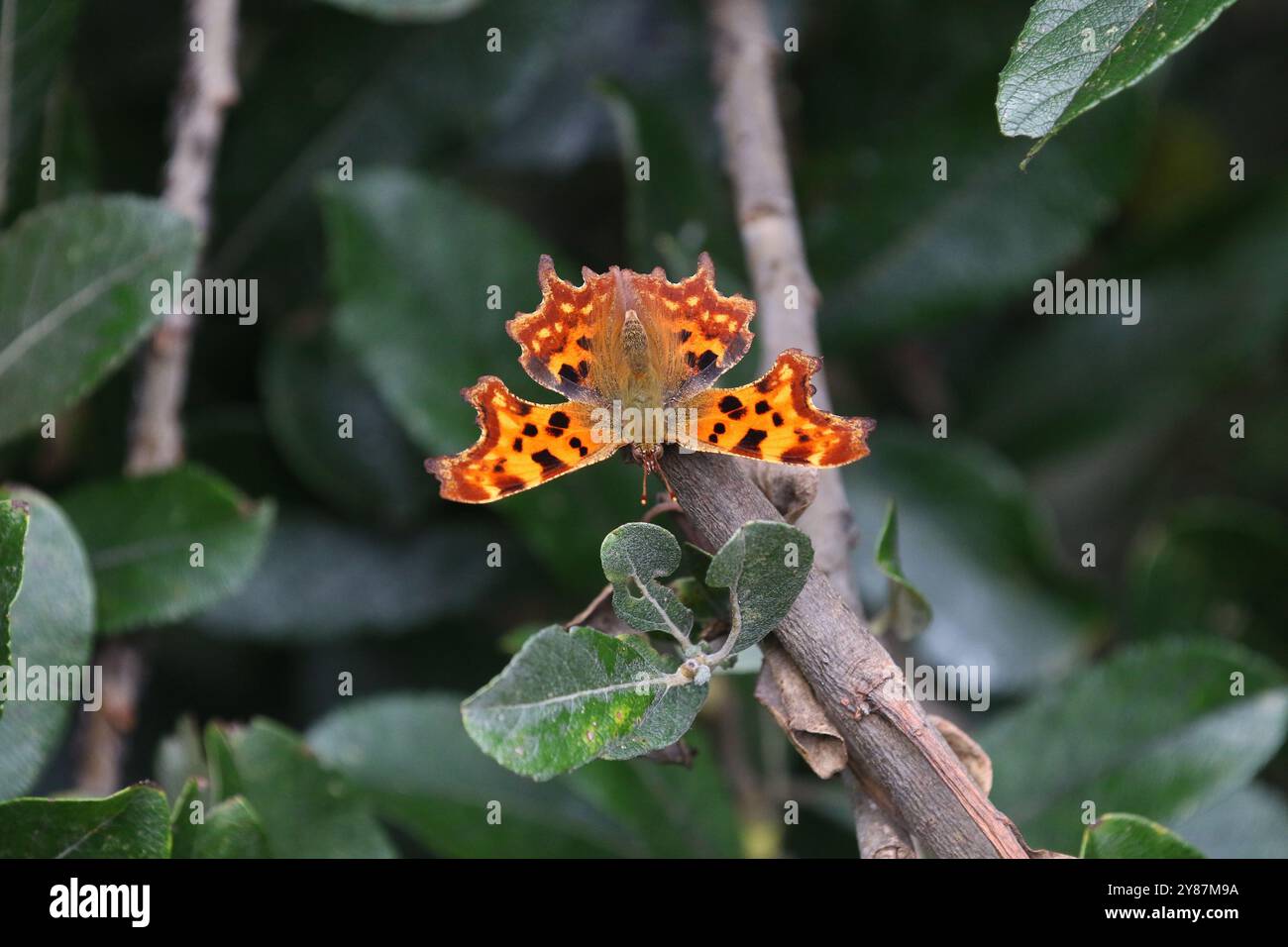 Comma Butterfly - Polygonia c-album Stock Photo - Alamy