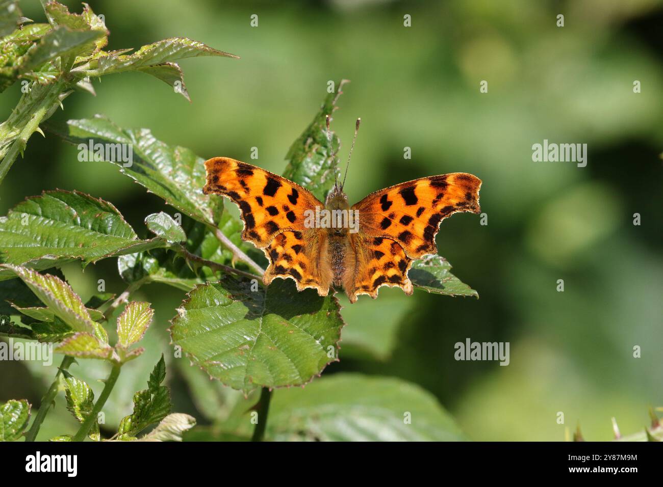 Comma Butterfly - Polygonia c-album Stock Photo - Alamy