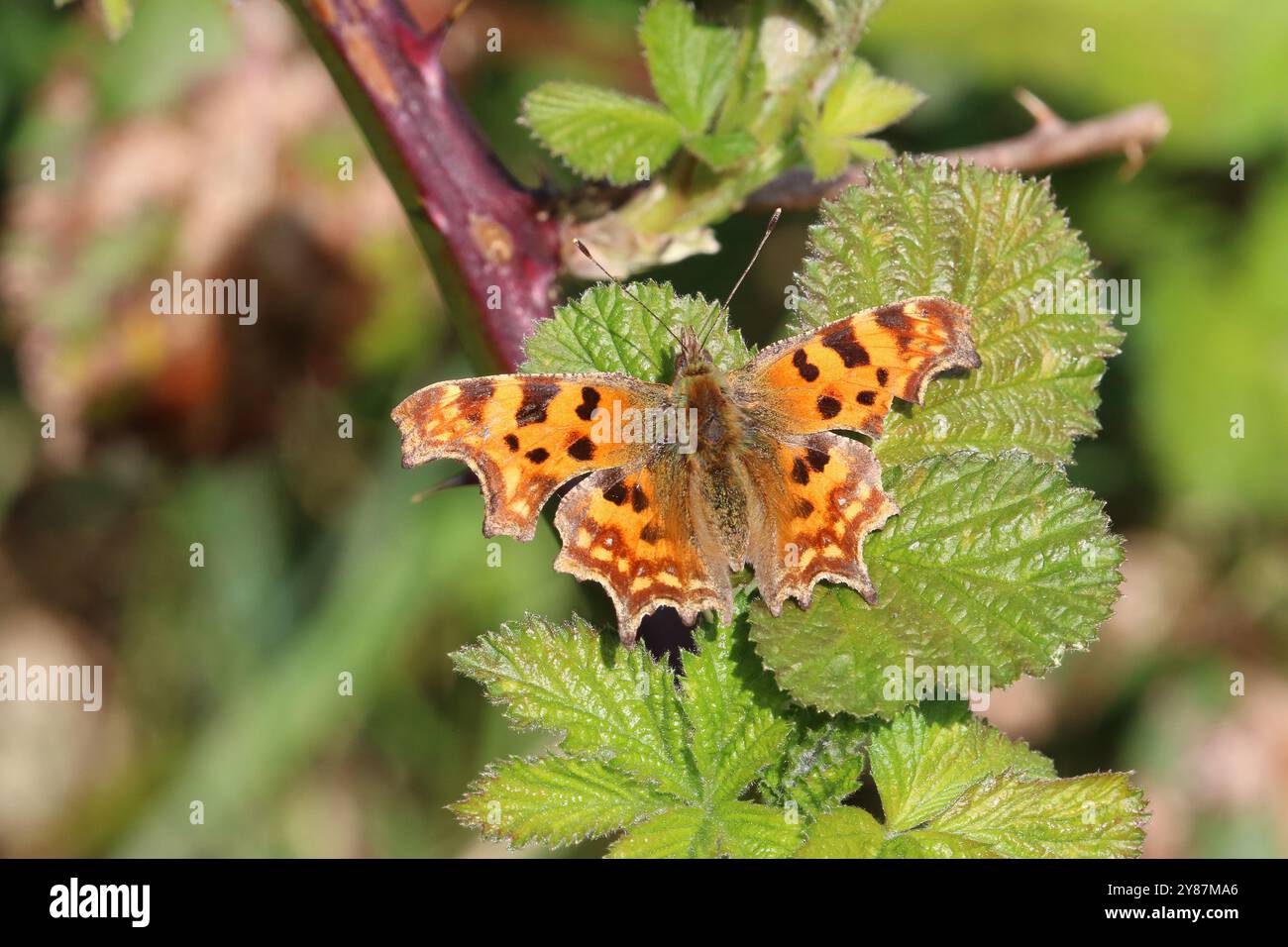 Comma Butterfly female - Polygonia c-album Stock Photo - Alamy