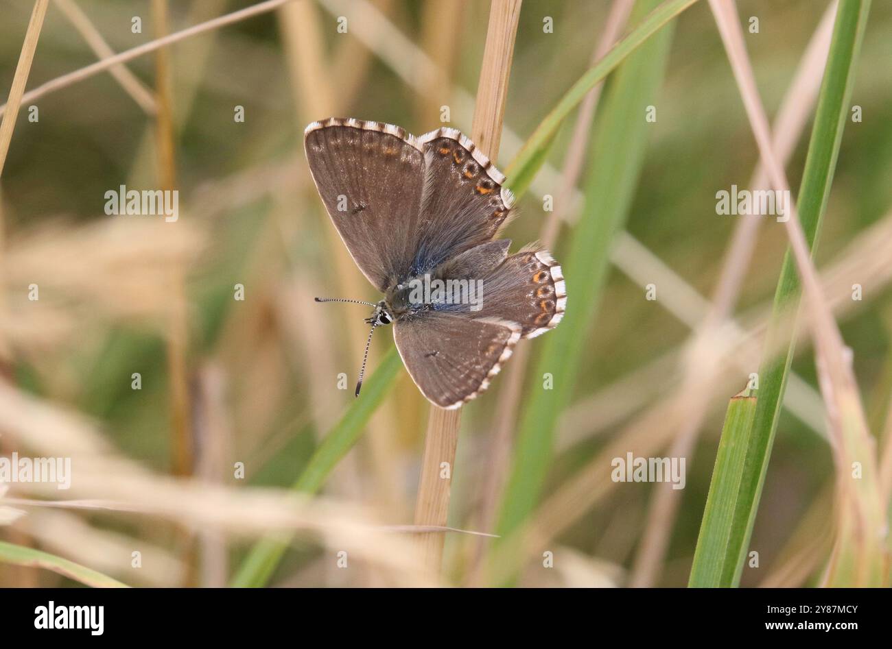 Chalkhill blue butterfly resting wings hi-res stock photography and ...