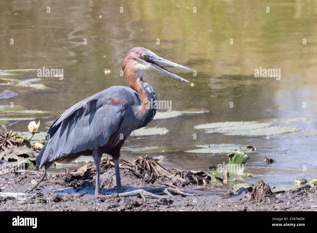 Goliath Heron (ardea goliath) resting on haunches on mudflats, Limpopo ...