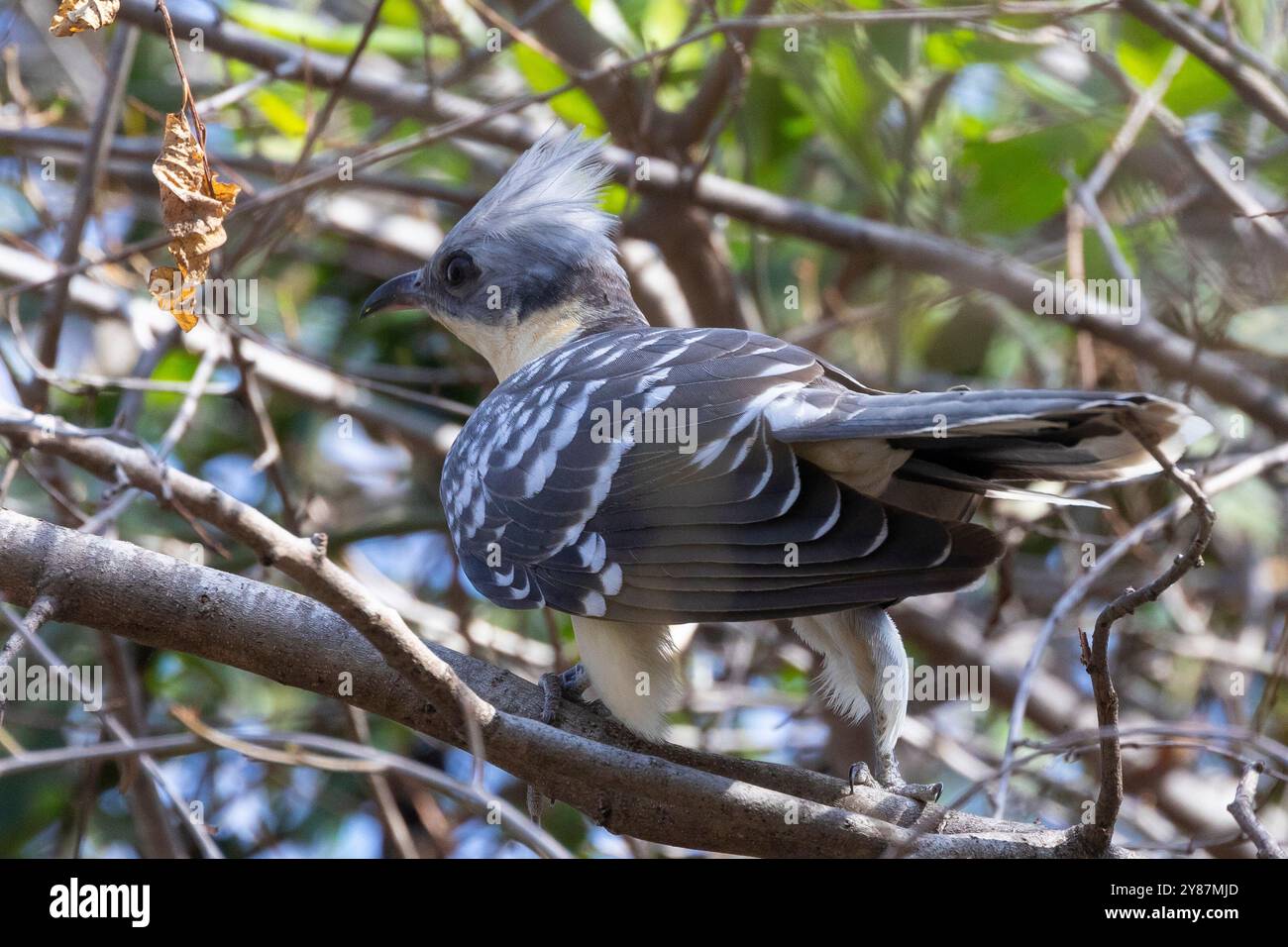 Great Spotted Cuckoo (Clamator glandarius) is a brood parasite, in ...