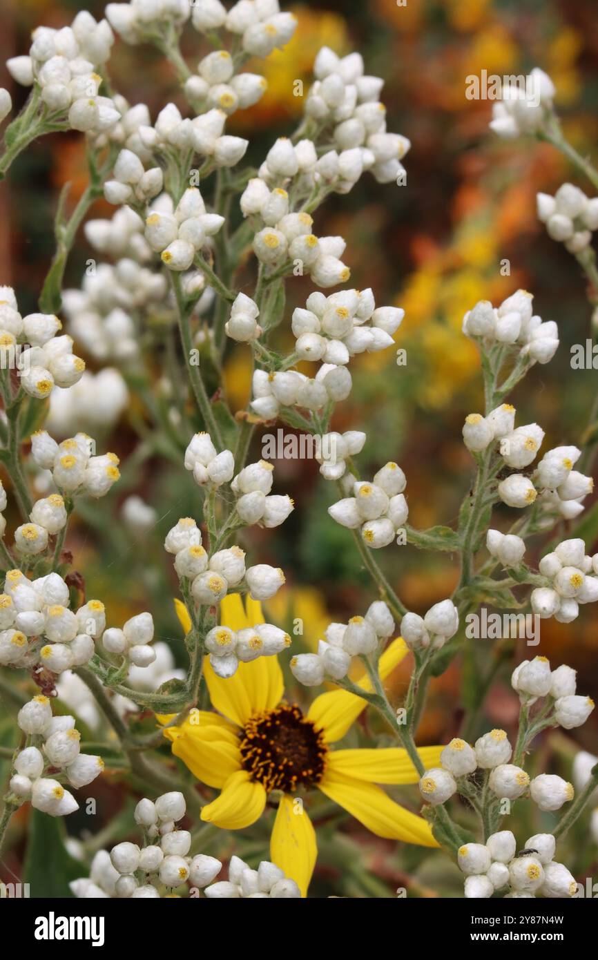 Ladies Tobacco, Pseudognaphalium Californicum, a mesmeric native herb ...