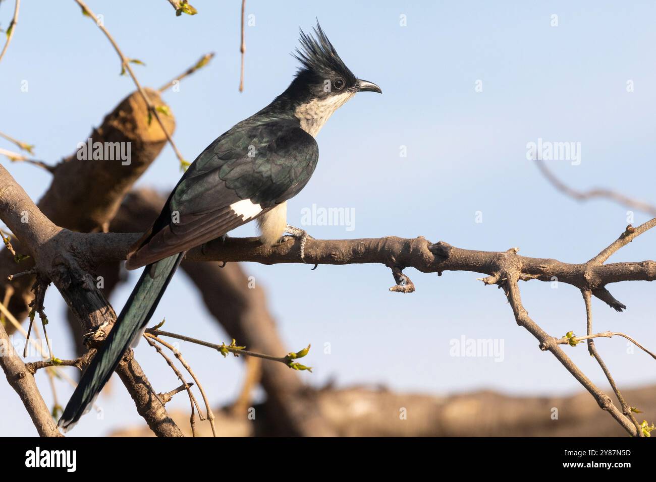 Pied Cuckoo or Jacobin Cuckoo ( Clamator jacobinus) Limpopo, South ...