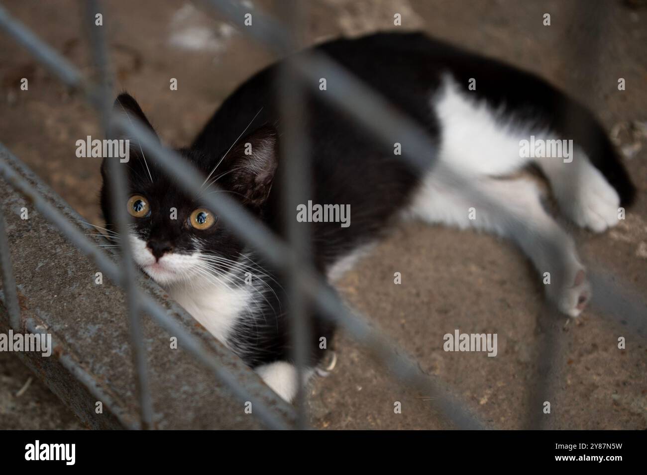 close ip cat with a blurry background Stock Photo - Alamy