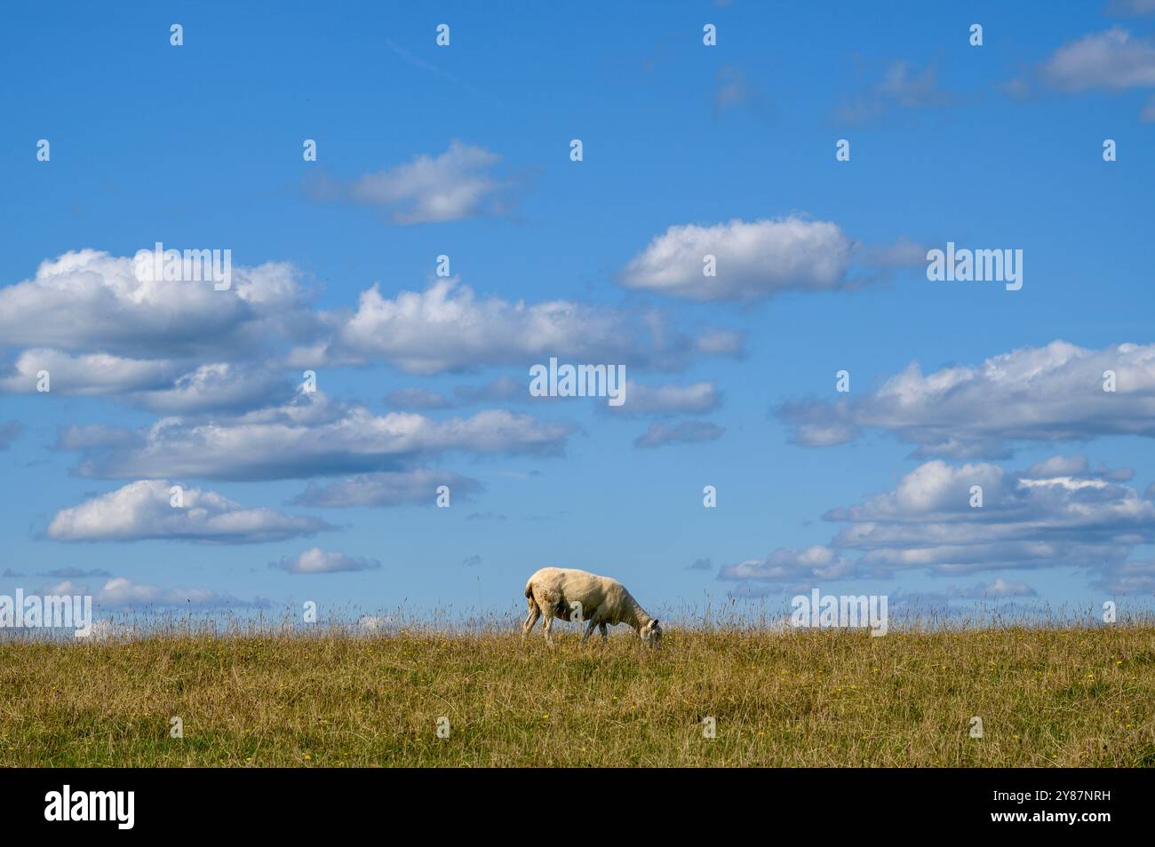 A single sheared sheep grazing with big, blue sky with fluffy clouds in ...