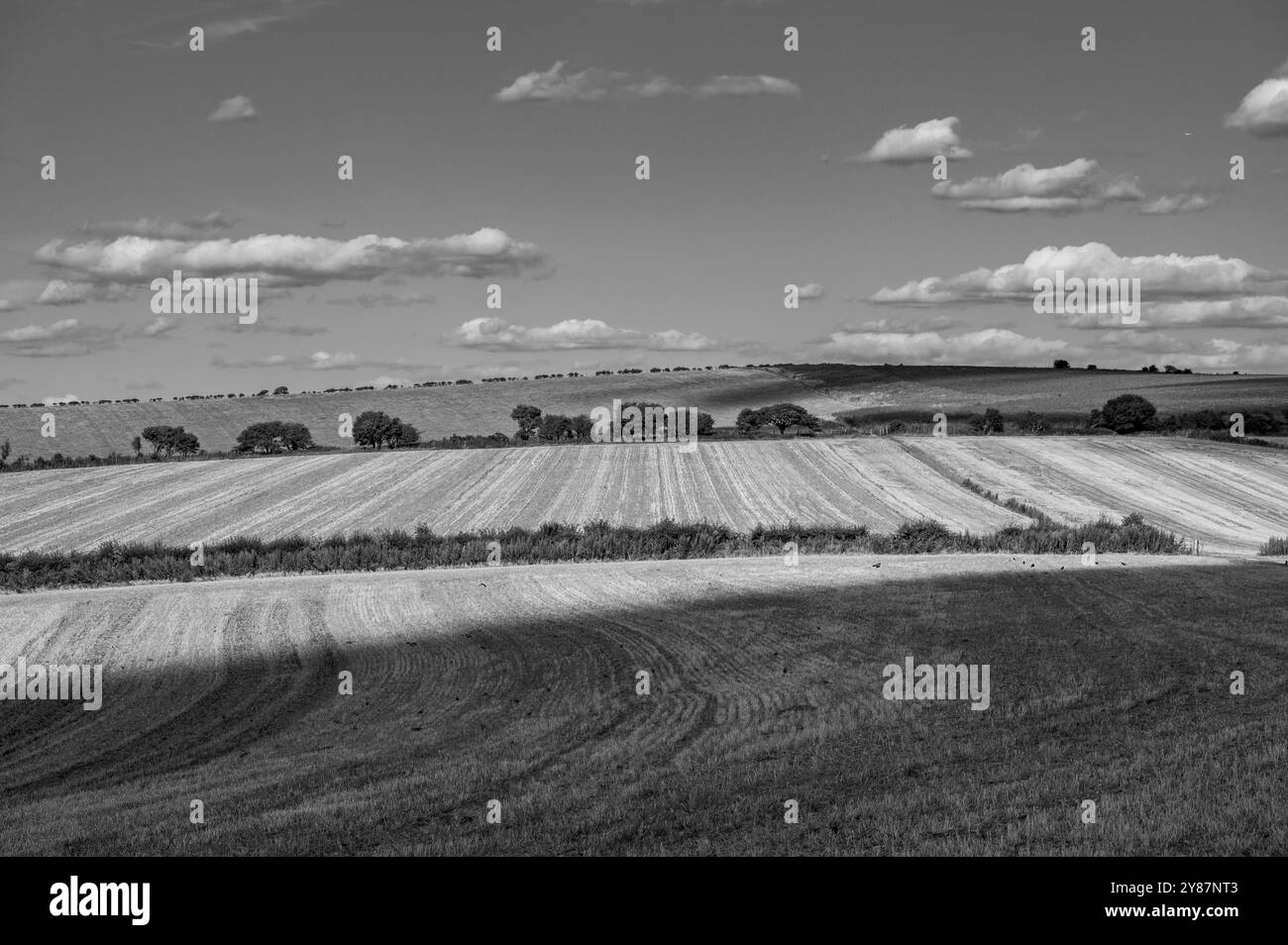 Harvested crop fields divided by trees and shrubs in rows in South ...