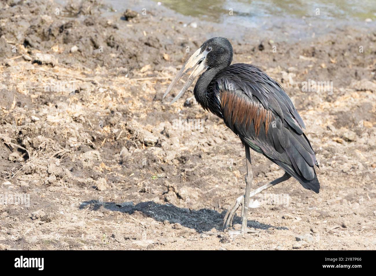 African Openbill (Anastomus lamelligerus) at waterhole, Limpopo, South ...