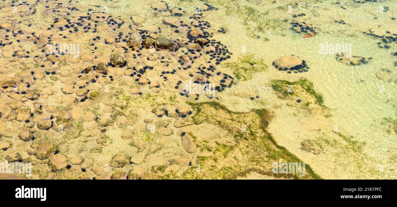 Transparent ocean water sandy bottom hi-res stock photography and ...