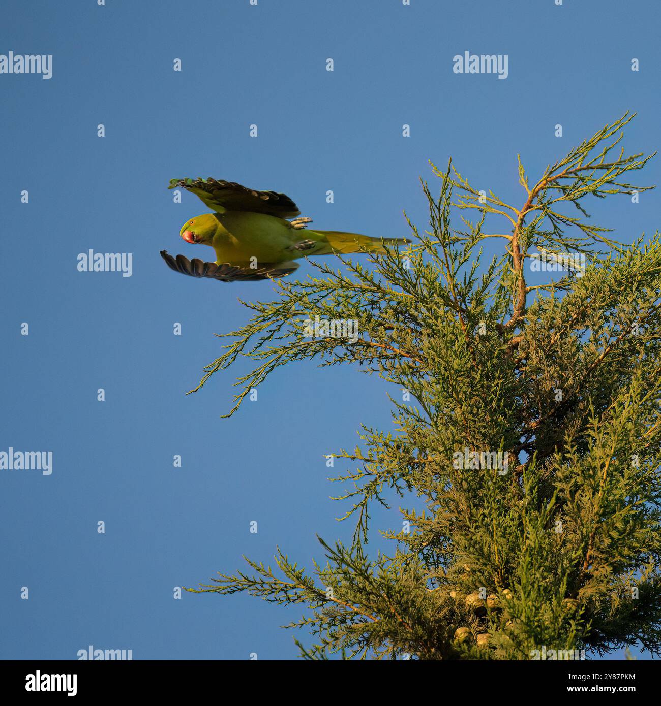 A ring necked parakeet taking flight from a cypress tree top, on a ...