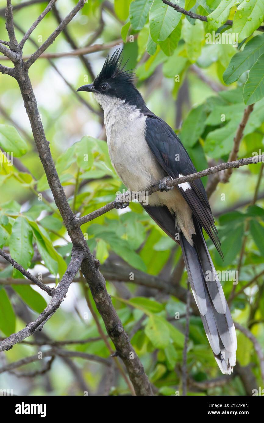 Pied Cuckoo or Jacobin Cuckoo ( Clamator jacobinus) in broad-leaved woodand, Limpopo, South ...