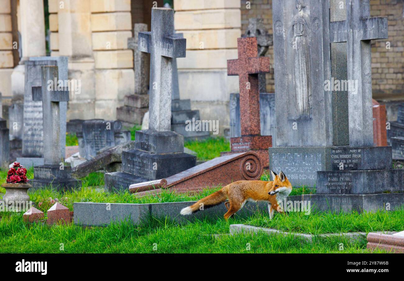 A fox in Brompton Cemetery. It is one of the Magnificent Seven ...