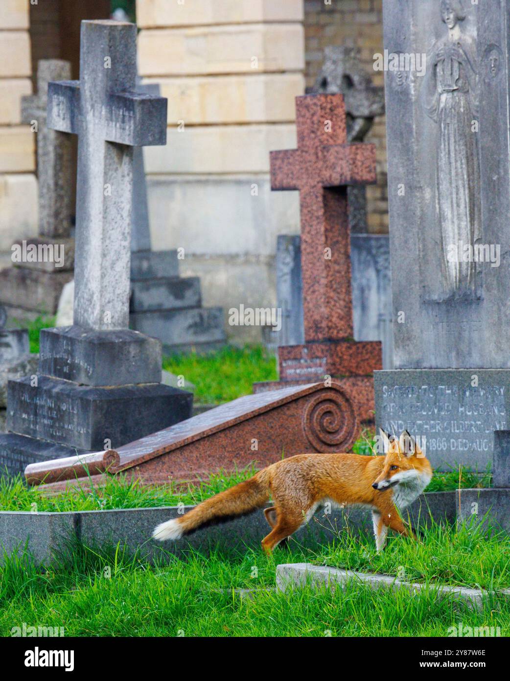 A fox in Brompton Cemetery. It is one of the Magnificent Seven ...