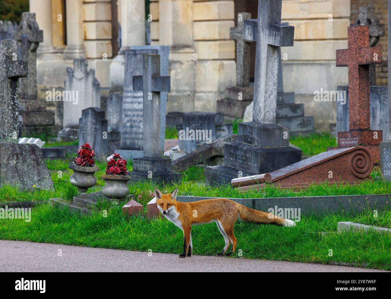 A fox in Brompton Cemetery. It is one of the Magnificent Seven ...