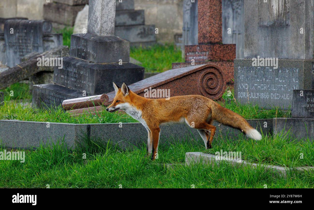 A fox in Brompton Cemetery. It is one of the Magnificent Seven ...
