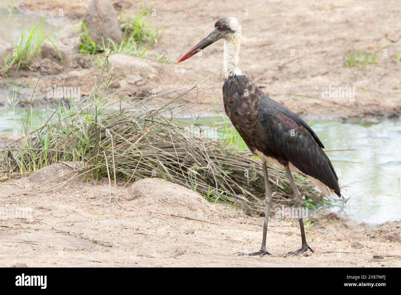 African Woolly-necked Stork (Ciconia microscelis) habitat shot Kruger ...