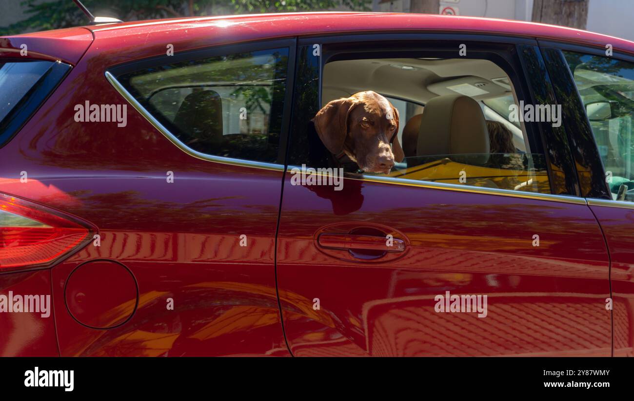 Cute and curious brown dog looking out the rear window of a moving red ...