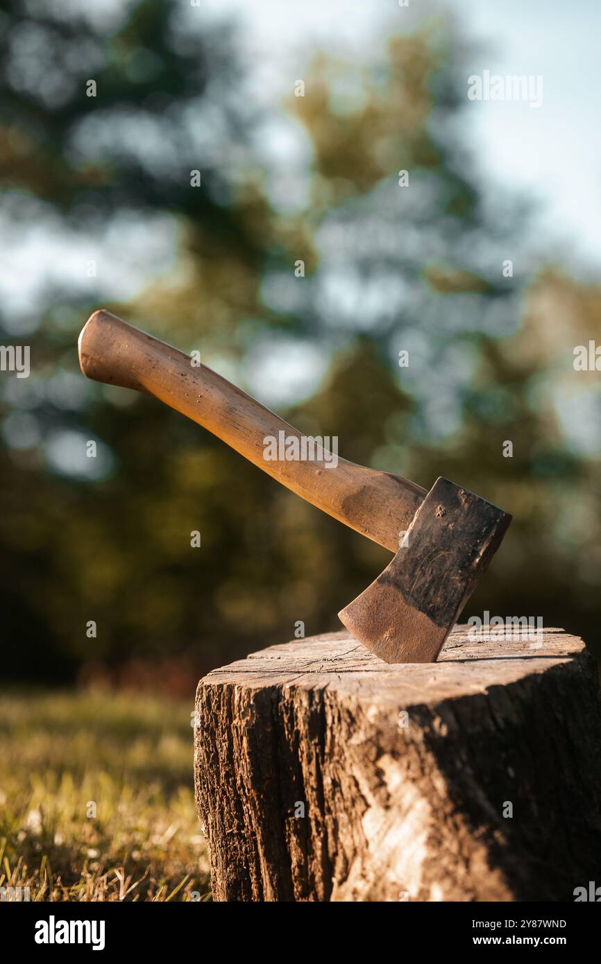 Tree stump log hi-res stock photography and images - Alamy