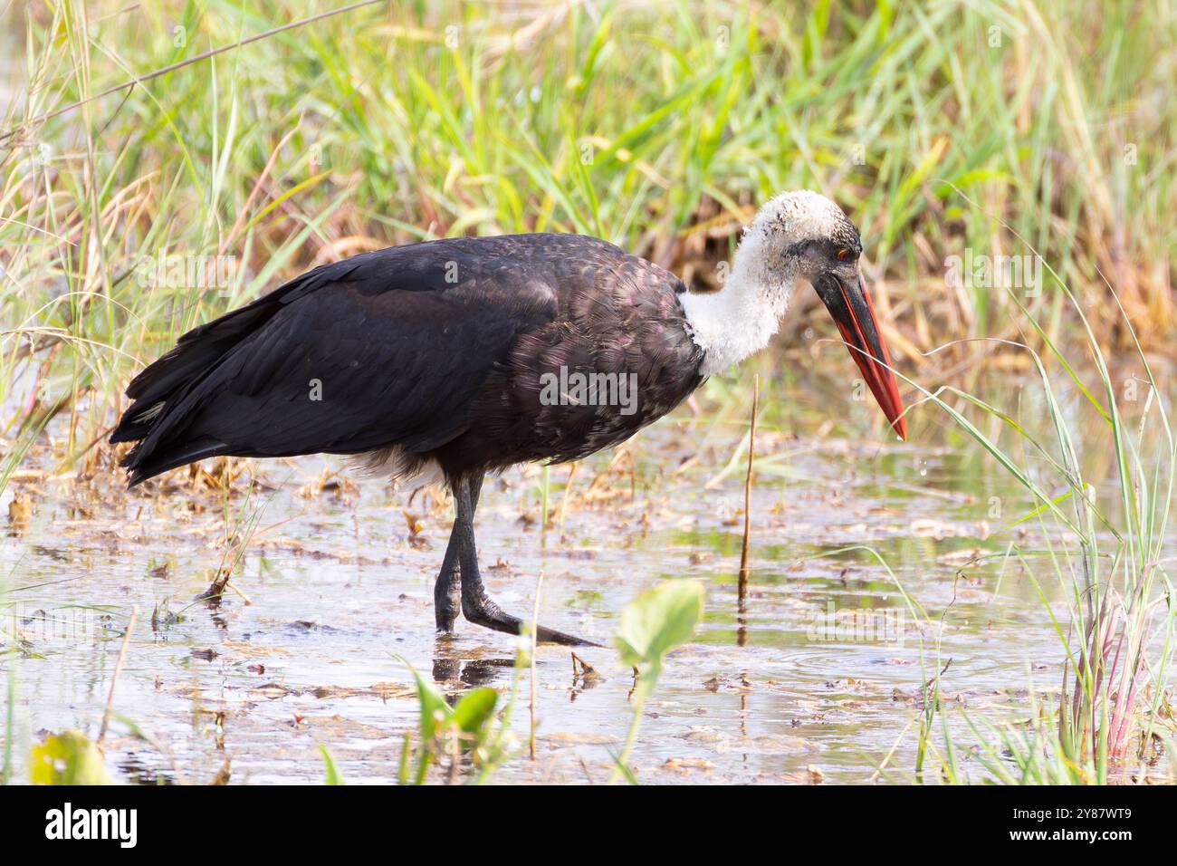 African Woolly-necked Stork (Ciconia microscelis) wading in wetlands ...