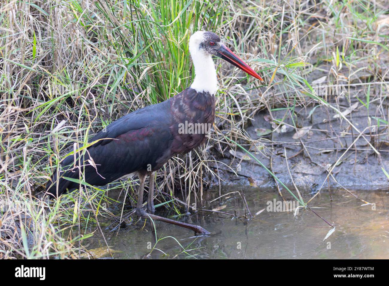 African Woolly-necked Stork (Ciconia microscelis) Kruger National Park ...