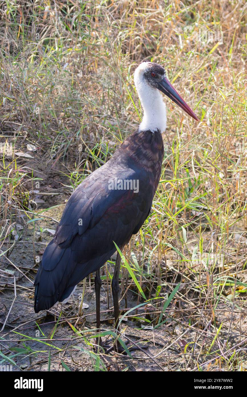 African Woolly-necked Stork (Ciconia microscelis) Kruger National Park ...