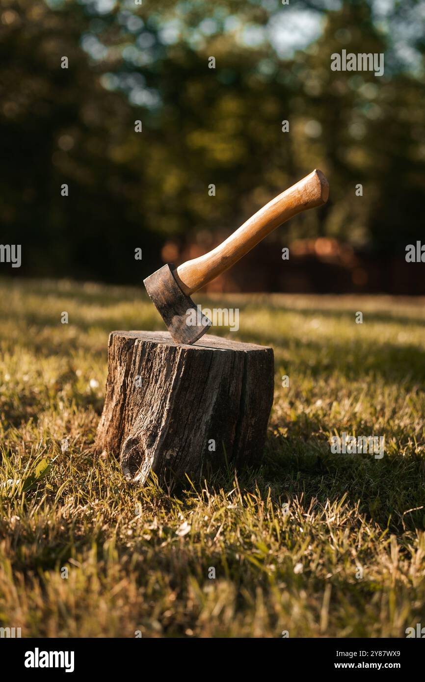 Tree stump log hi-res stock photography and images - Alamy