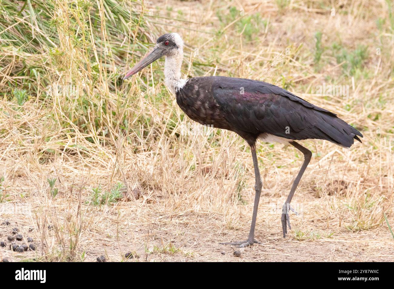 African Woolly-necked Stork (Ciconia microscelis) Kruger National Park ...