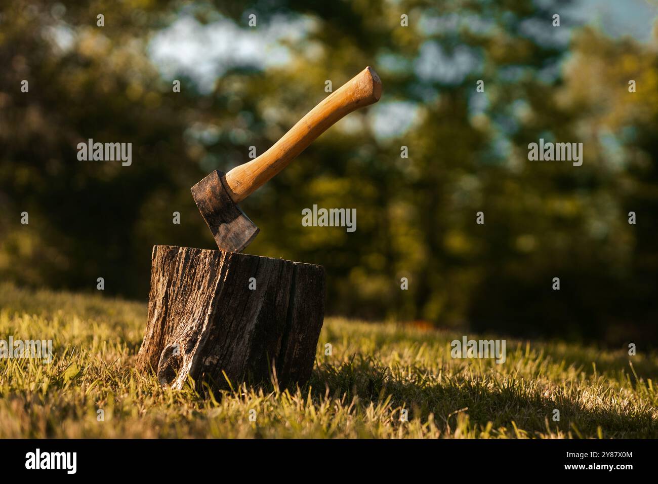 Axe in a tree stump, log cutting lumberjack tools Stock Photo - Alamy