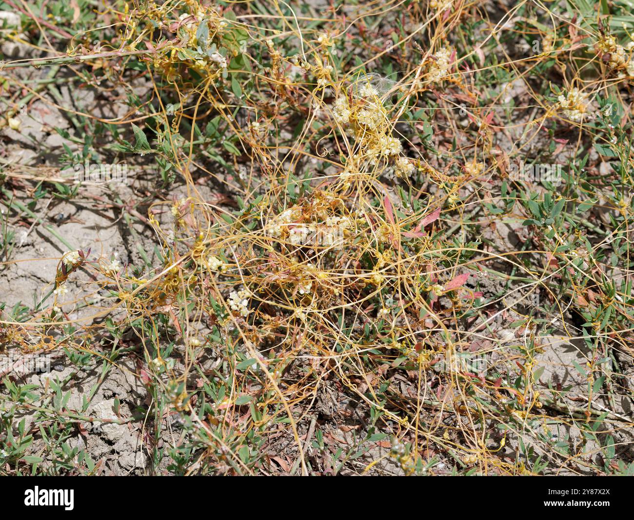 Nagy aranka hi-res stock photography and images - Alamy