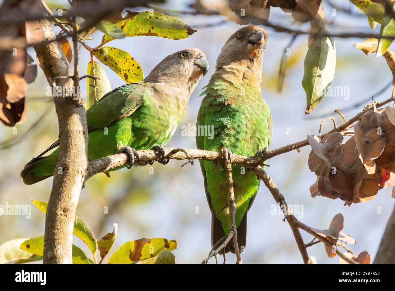 Weeping bushwillow hi-res stock photography and images - Alamy