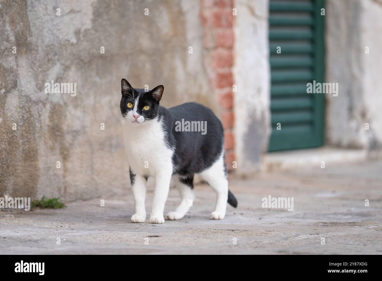 Domestic black and white short hair cat walking on the street. Bicolor ...