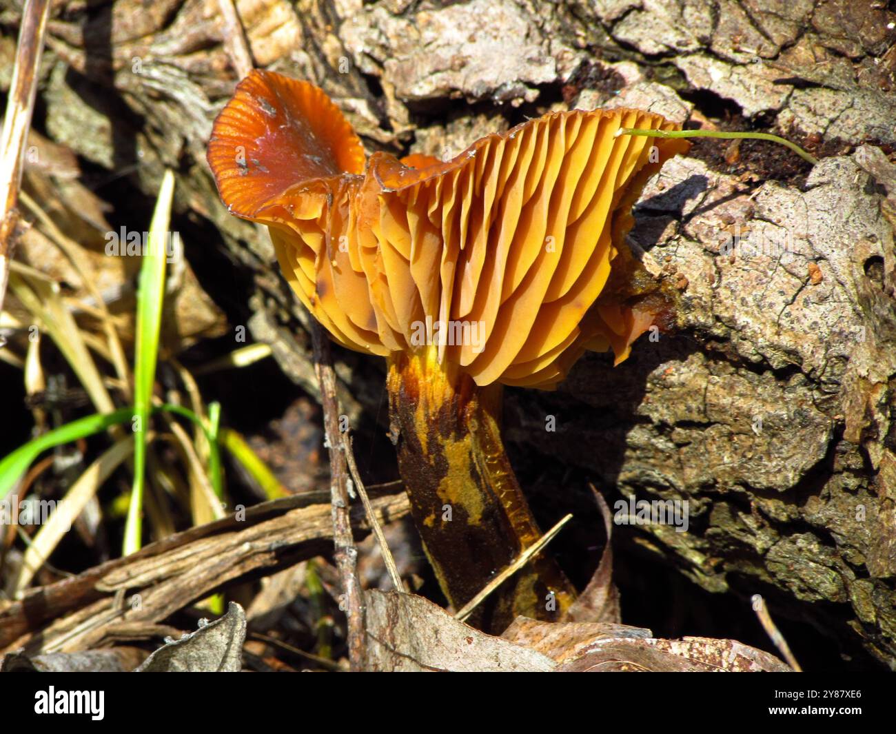 Forest flora and fauna hi-res stock photography and images - Alamy