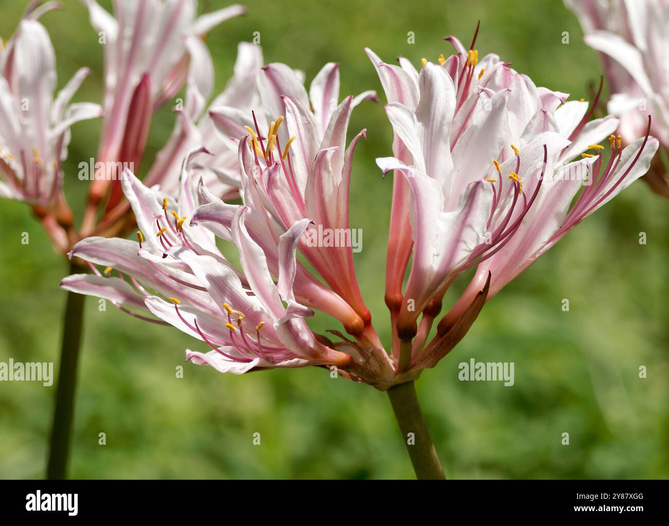 resurrection lily or surprise lily, Lycoris squamigera, illatos ...