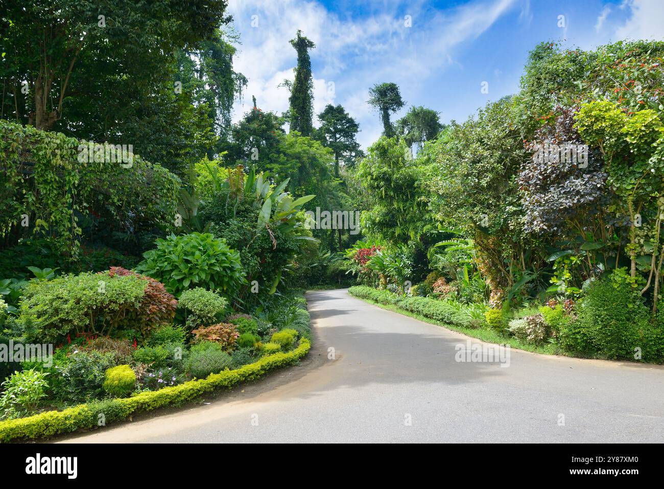 Tree park garden flower hi-res stock photography and images - Alamy