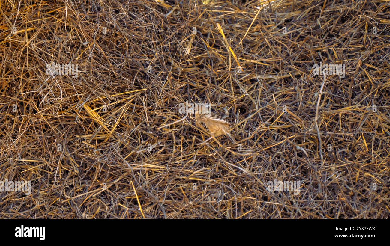 Sociable Weaver working to build the biggest compound community nest of ...