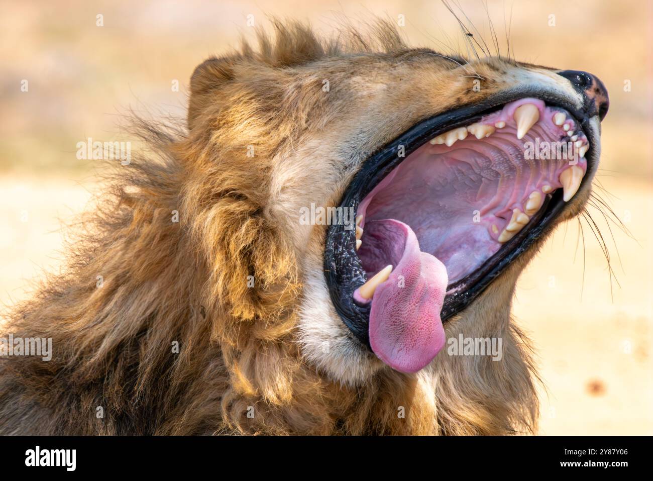 Close-up of the jaws of a roaring lion, in Kruger National Park, South ...