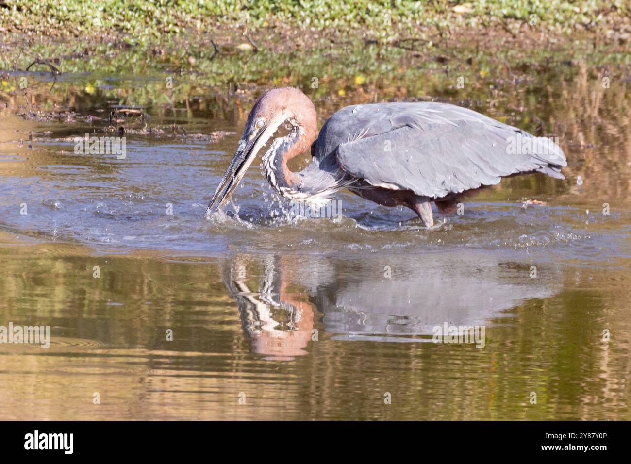 Goliath Heron (ardea goliath) fishing at waterhole nictating membrane ...