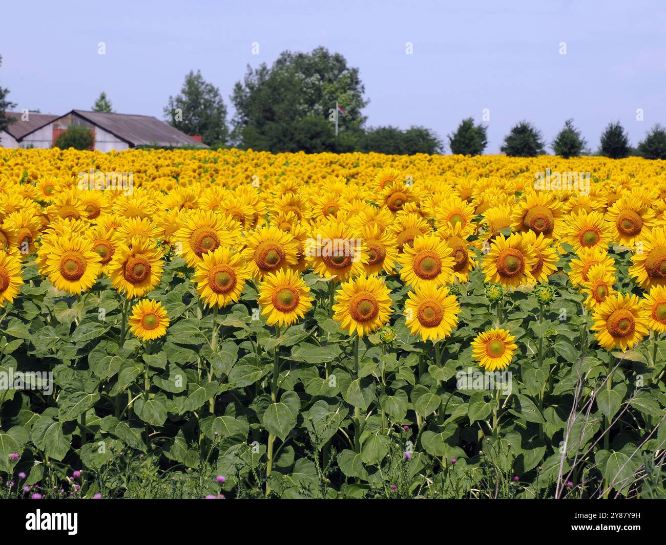 common sunflower, Sonnenblume, tournesol, Helianthus annuus, napraforgó ...