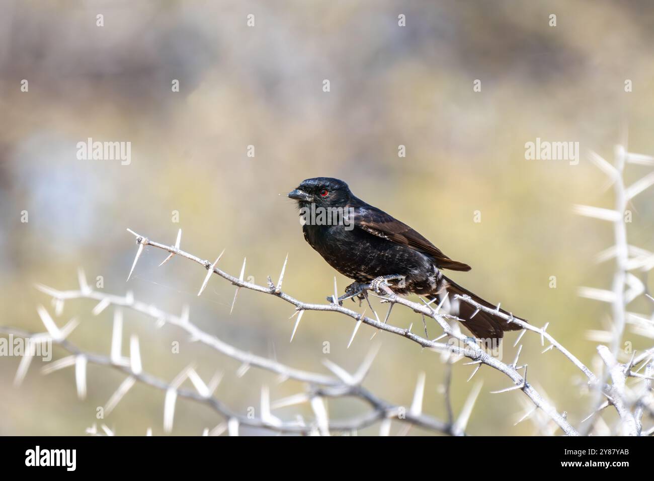 The fork tailed drongo, or Dicrurus adsimilis, also called the common ...