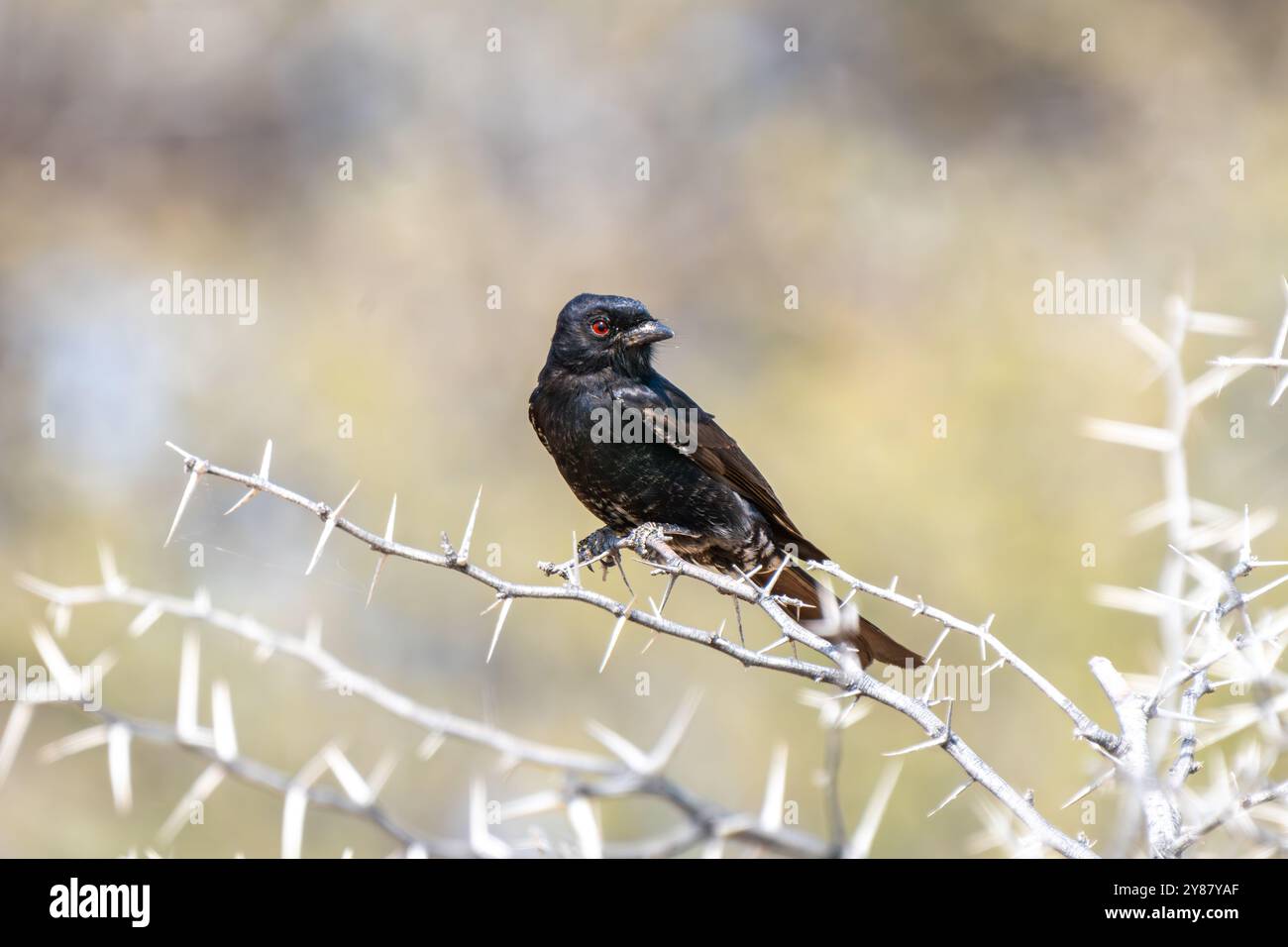 The fork tailed drongo, or Dicrurus adsimilis, also called the common ...