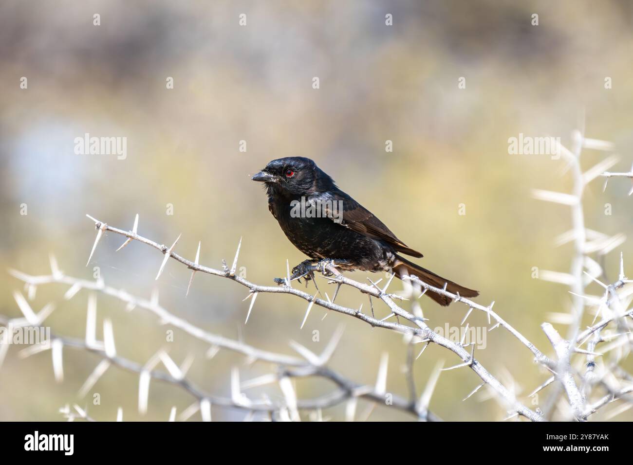 The fork tailed drongo, or Dicrurus adsimilis, also called the common ...