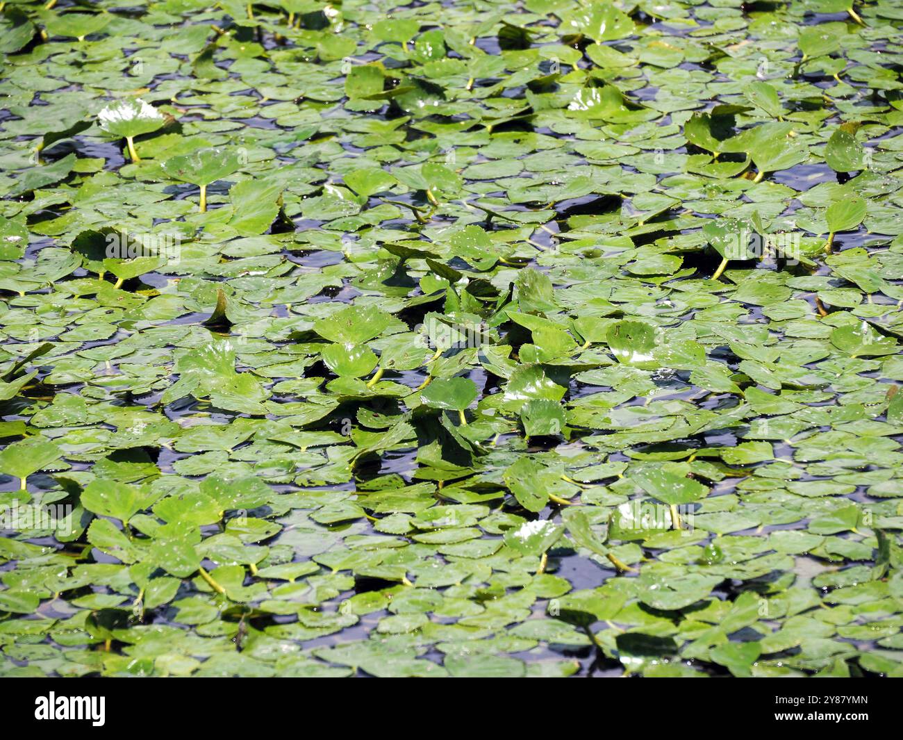Water caltrop, water chestnut, Wassernuss, Mâcre nageante, Trapa natans ...