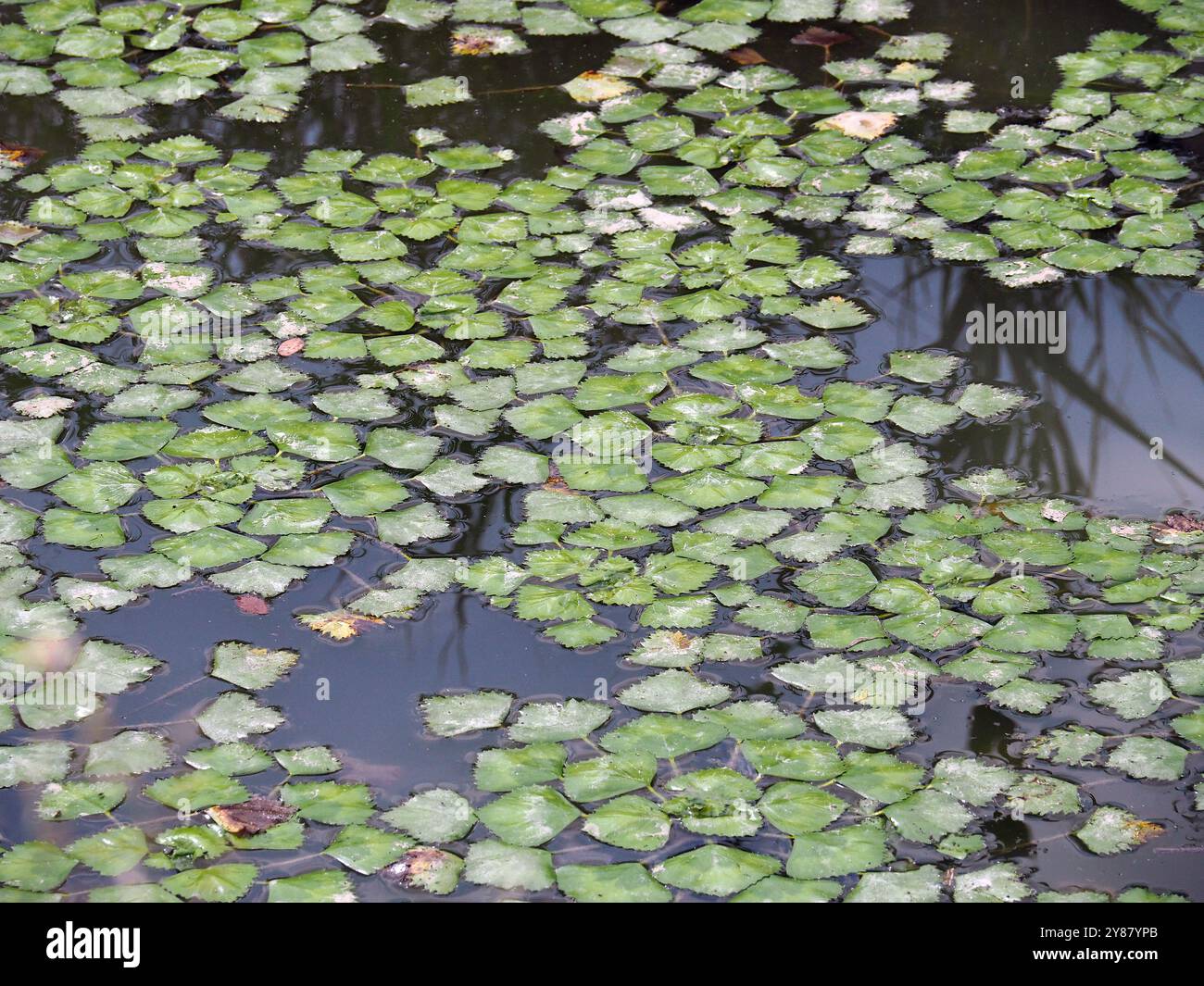 Water caltrop, water chestnut, Wassernuss, Mâcre nageante, Trapa natans ...