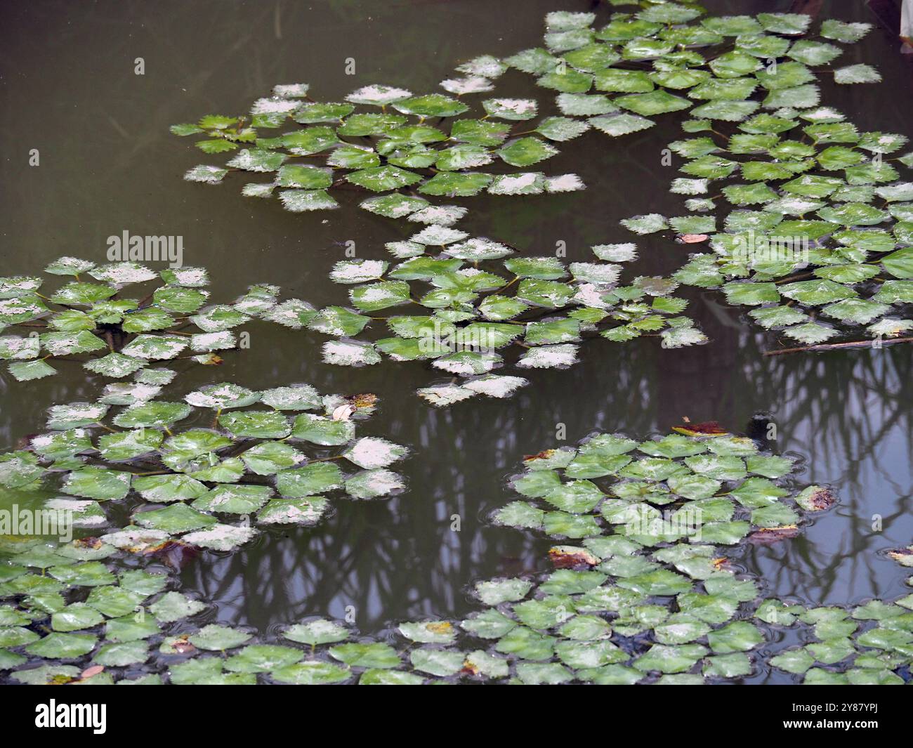 Water caltrop, water chestnut, Wassernuss, Mâcre nageante, Trapa natans ...