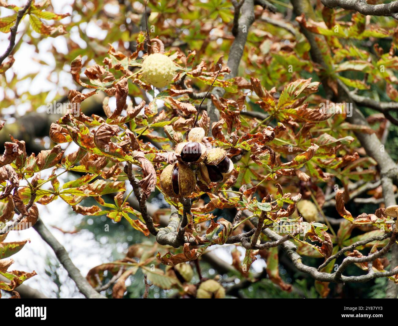 horse-chestnut, conker tree, Gewöhnliche Rosskastanie, Gemeine ...