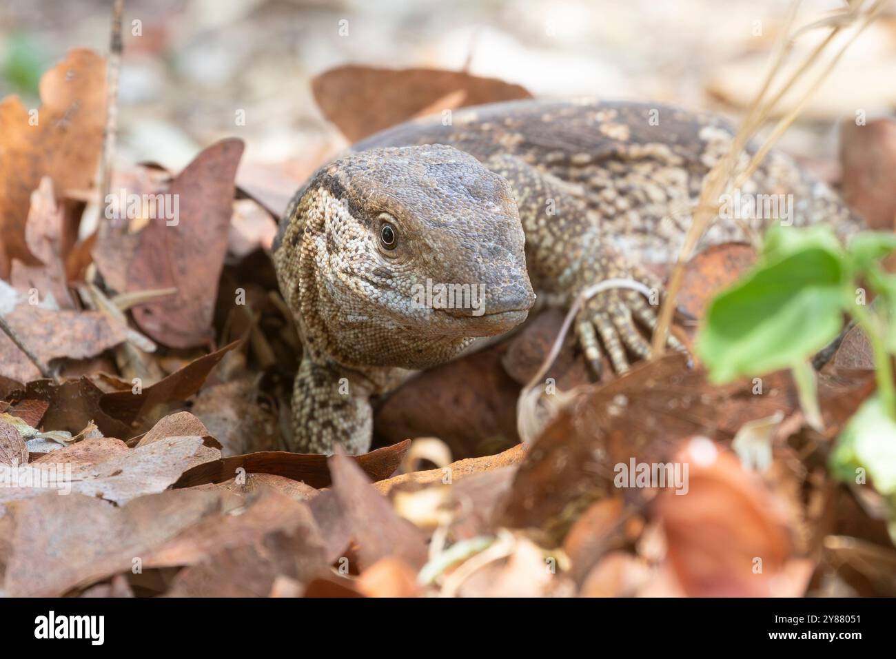 Rock Monitor lizard (Varanus albigularis) or Southern Savanna Monitor ...