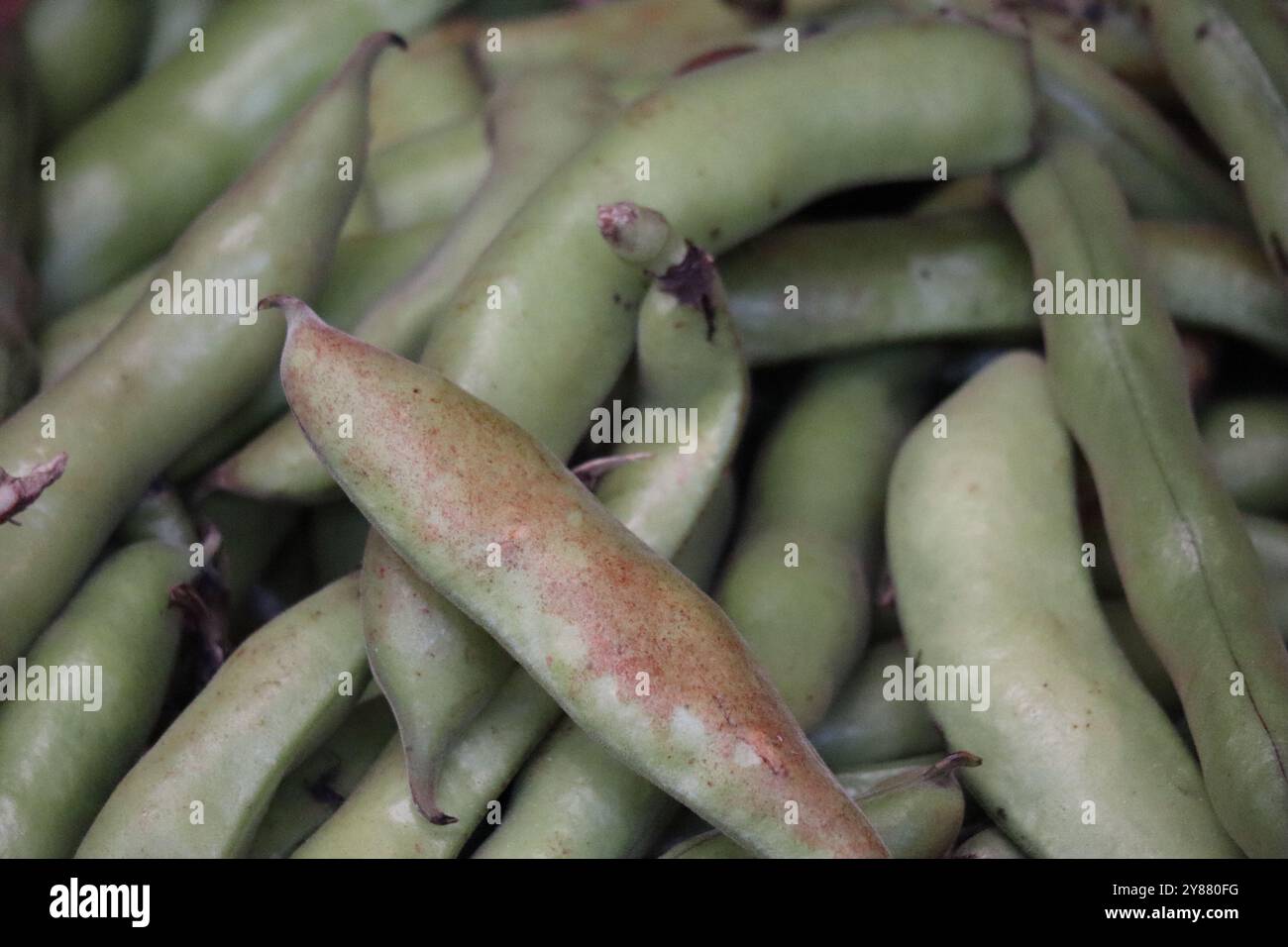 Green fresh spring beans hi-res stock photography and images - Alamy