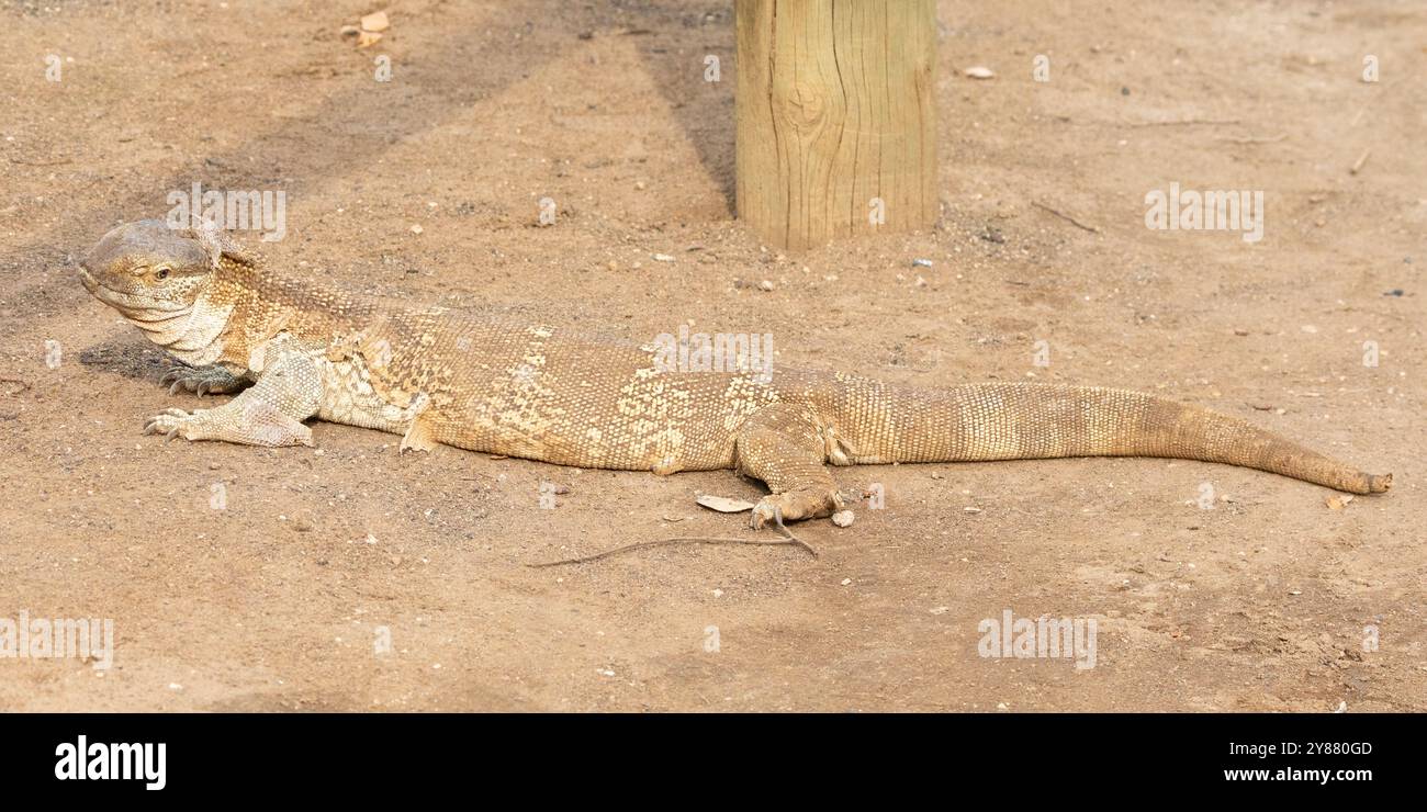 Southern savanna monitor lizard hi-res stock photography and images - Alamy
