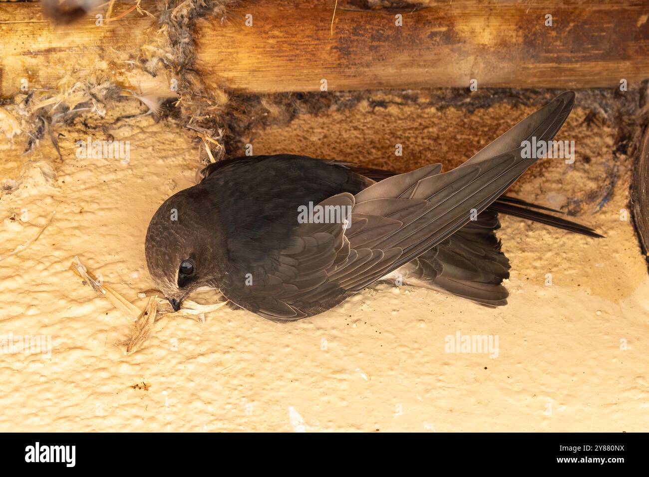 Little Swift (Apus affinis) building a nest bound together by its ...