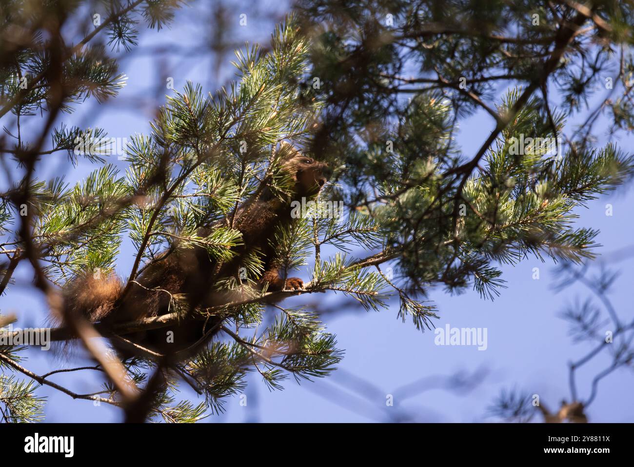 The European pine marten hides is pine tree branches. Also known as the ...